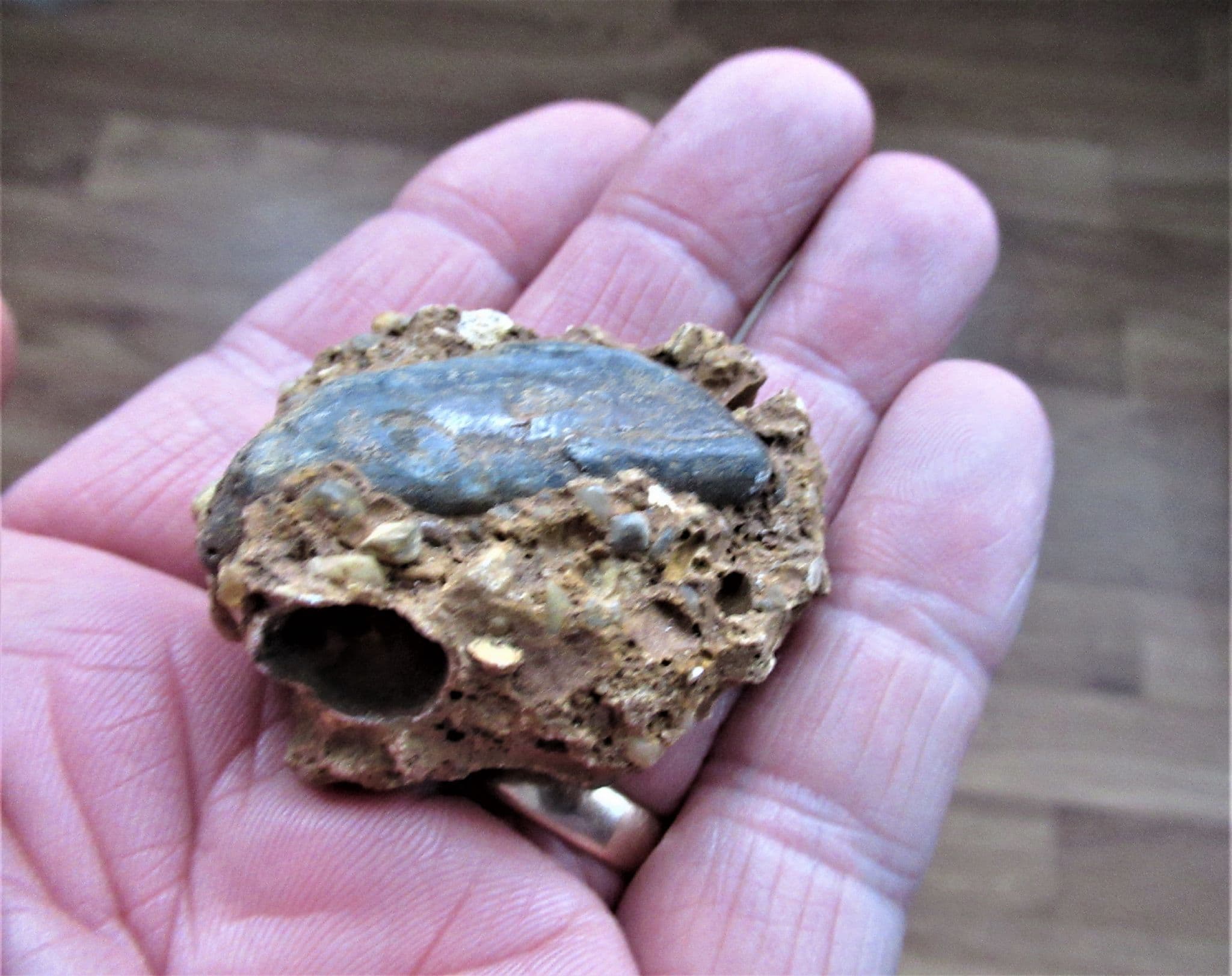 Reptile bone from the Faringdon sponge beds
