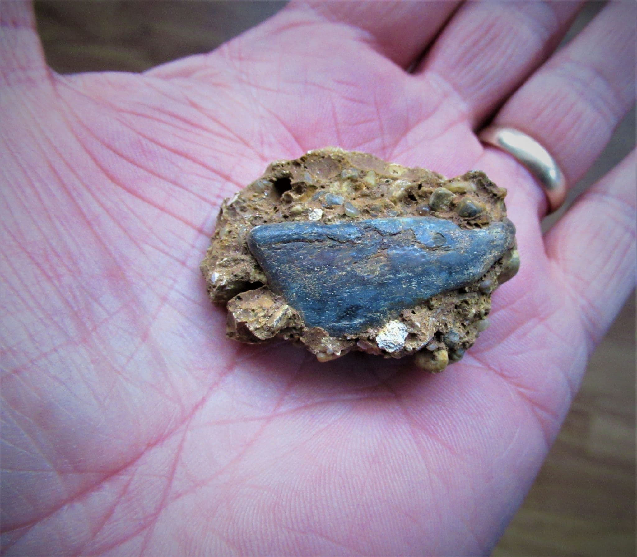 Reptile bone from the Faringdon sponge beds
