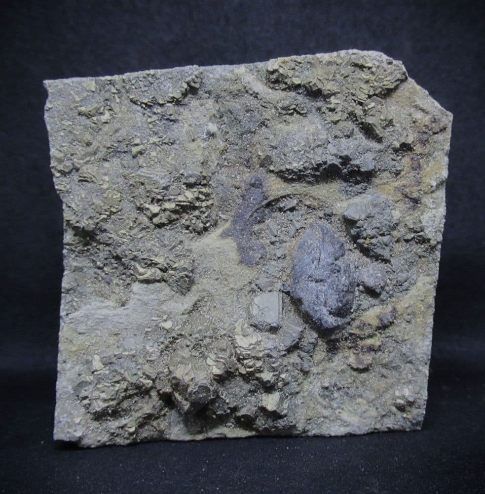 Rhaetic Coprolite with smattering of fools gold