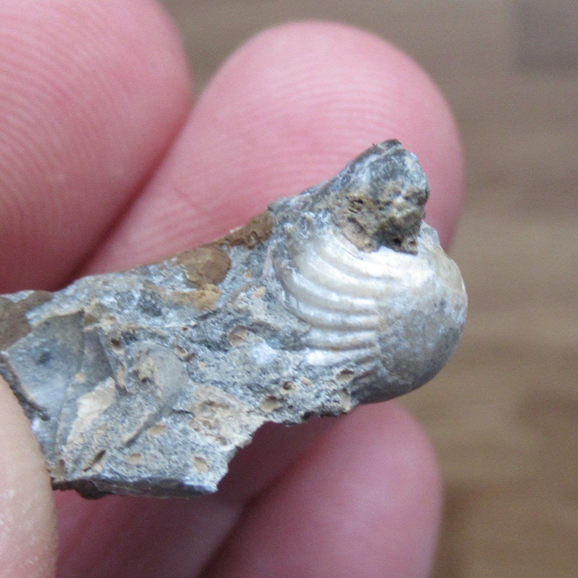 Rhynchonella species from Aston Keynes