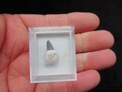 River Dolphin tooth from Florida