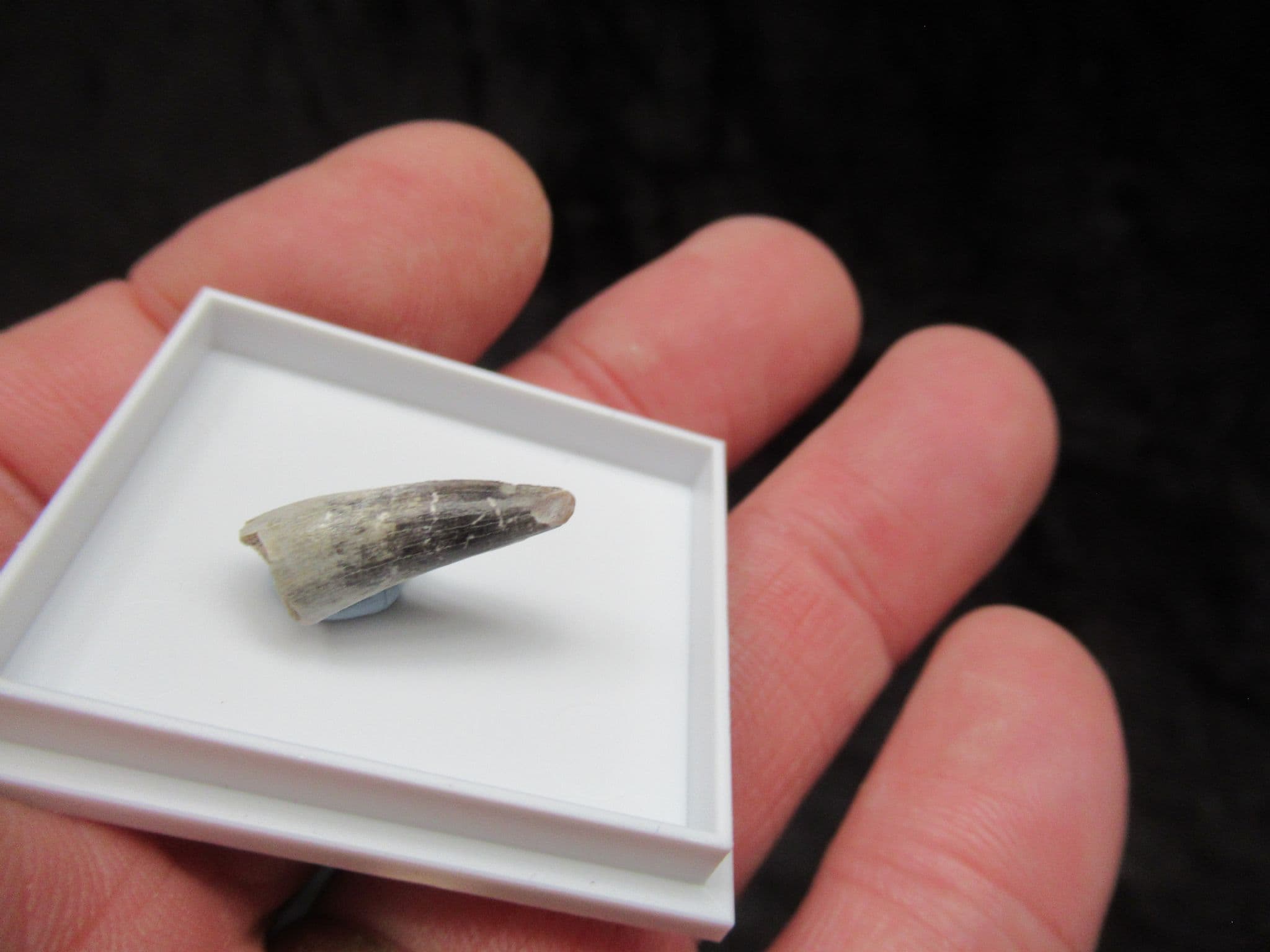 River Dolphin tooth from Florida