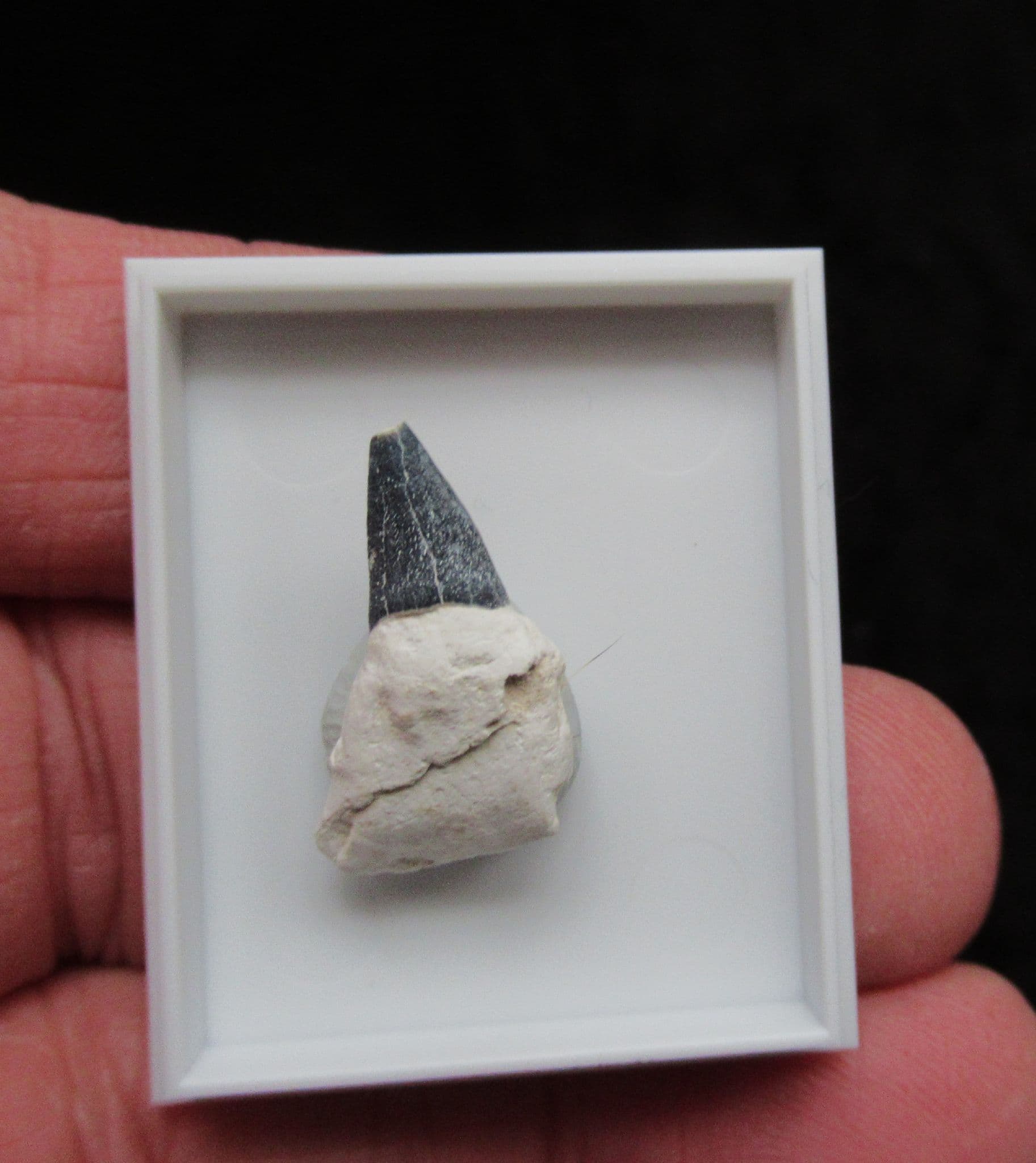 River Dolphin tooth from Florida