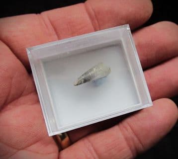 River Dolphin tooth from Florida