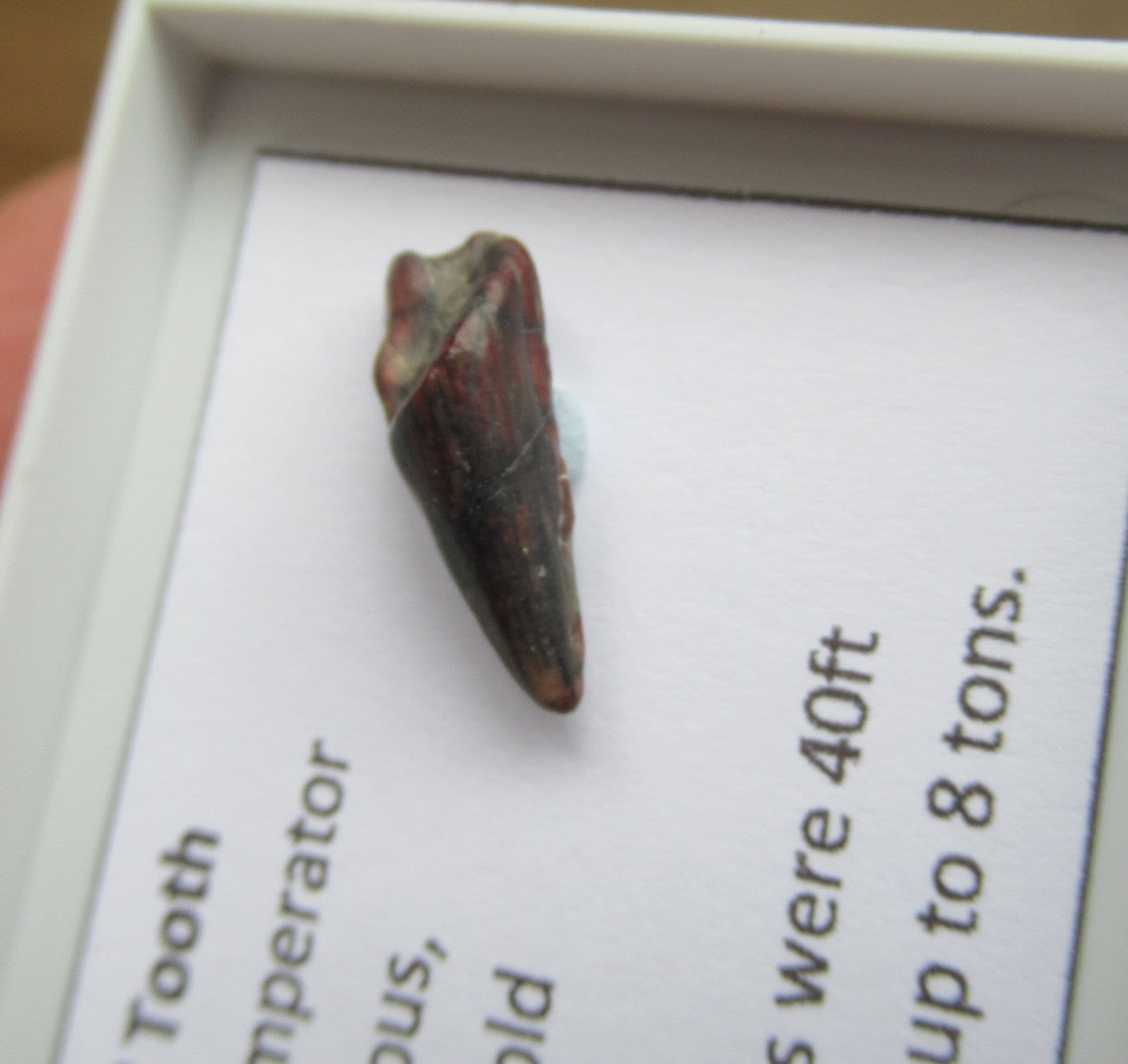 Sarcosuchus imperator "Super Croc" tooth