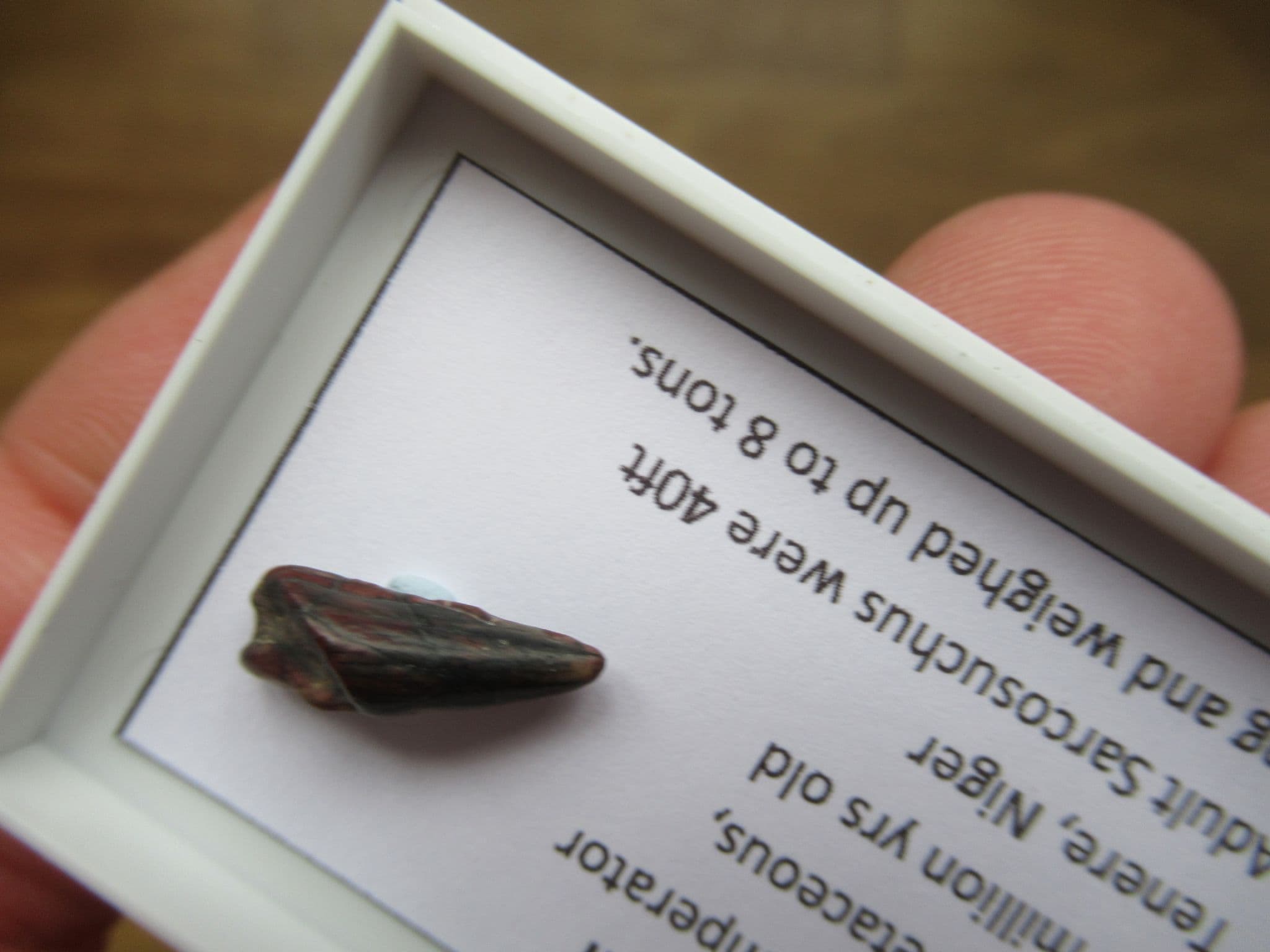 Sarcosuchus imperator "Super Croc" tooth