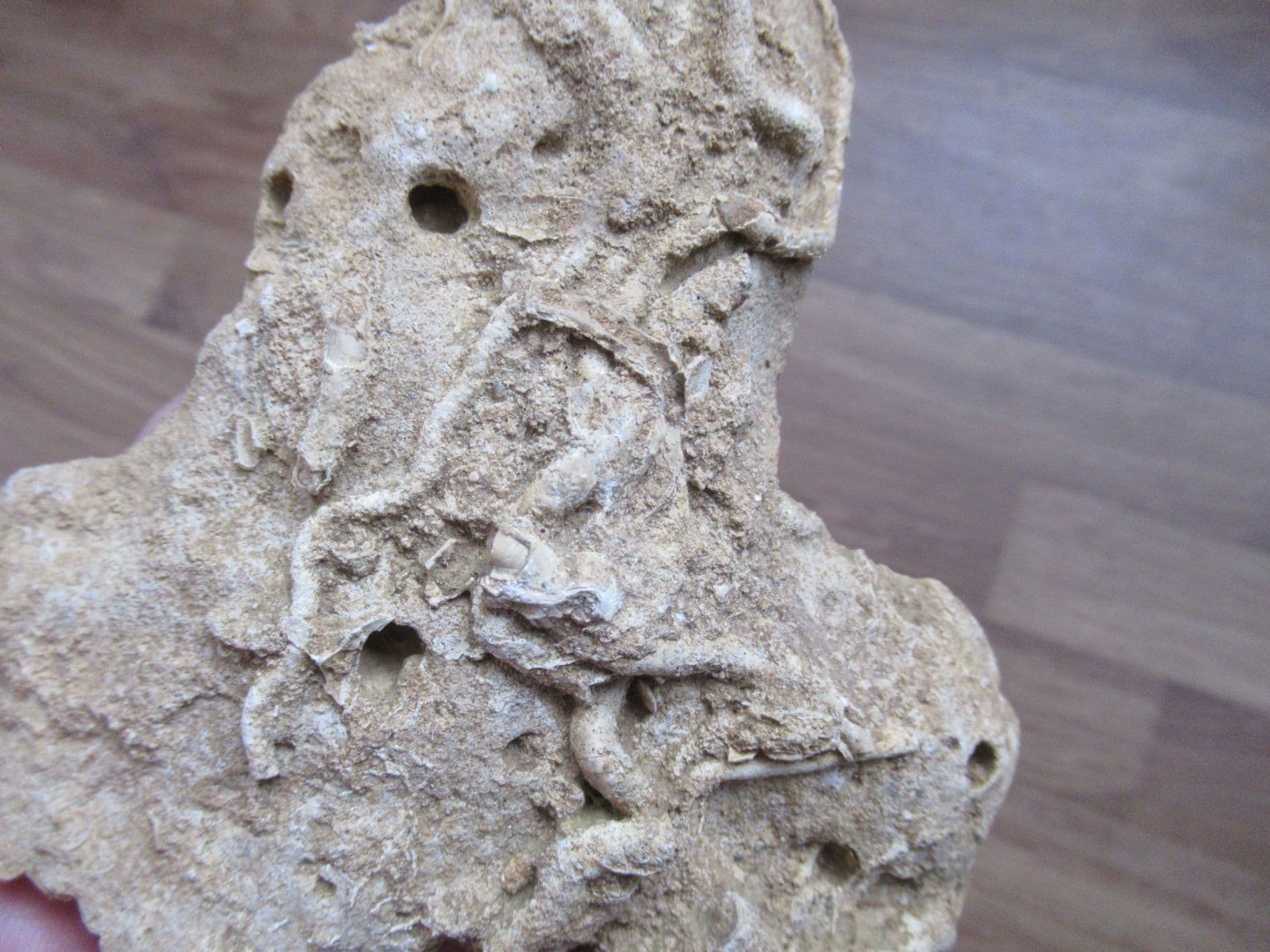 Serpula Annelid worm tubes