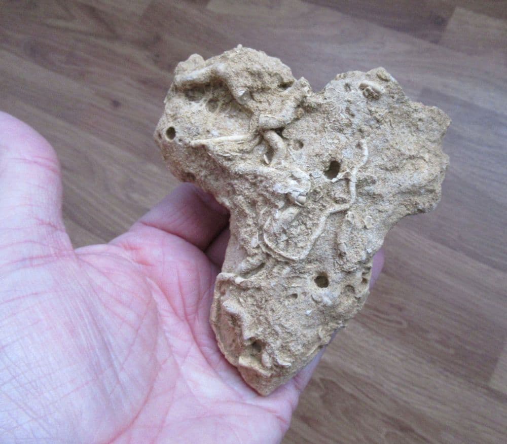 Serpula Annelid worm tubes