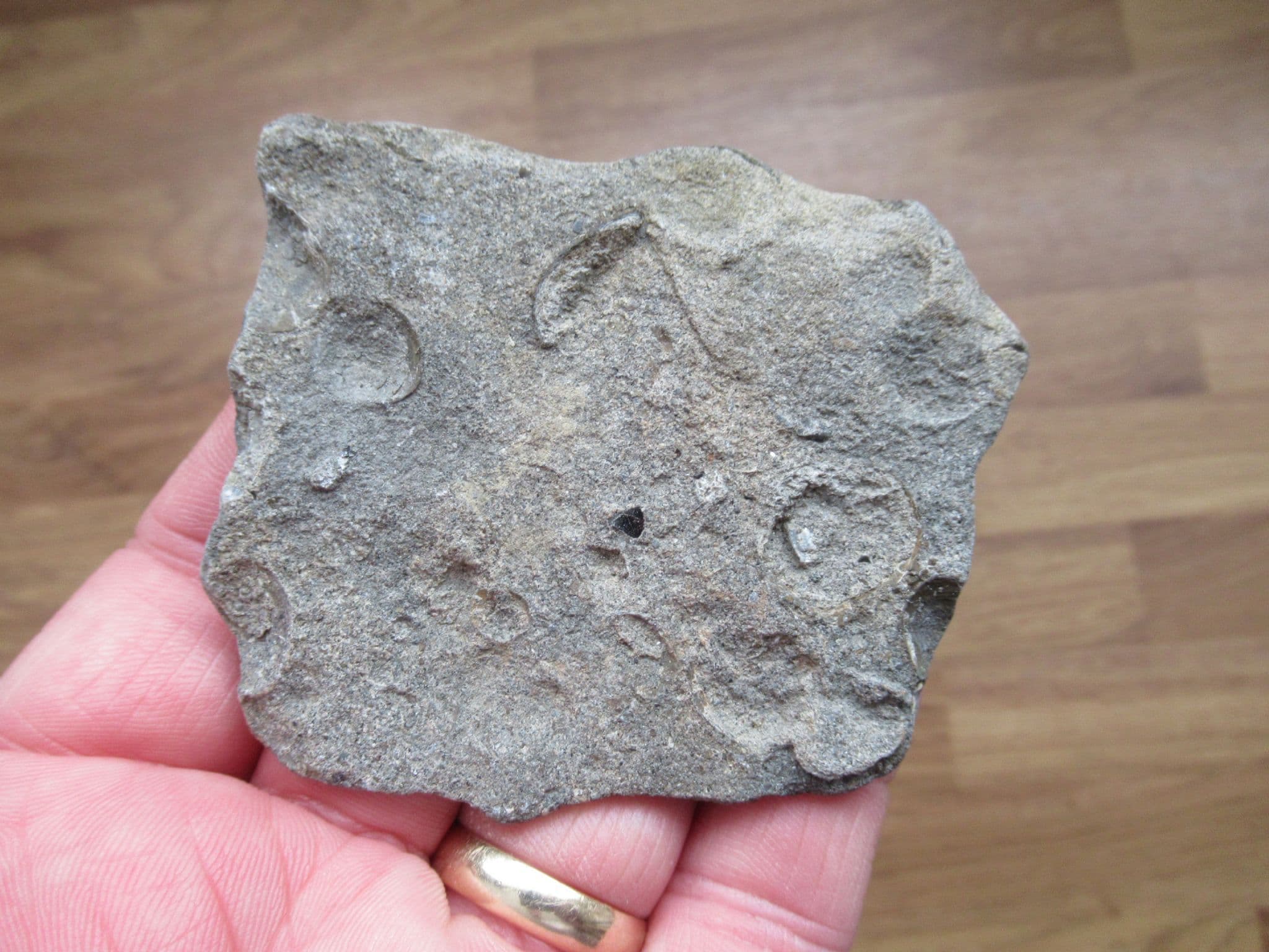 Sheenstia fish scale from Yaverland