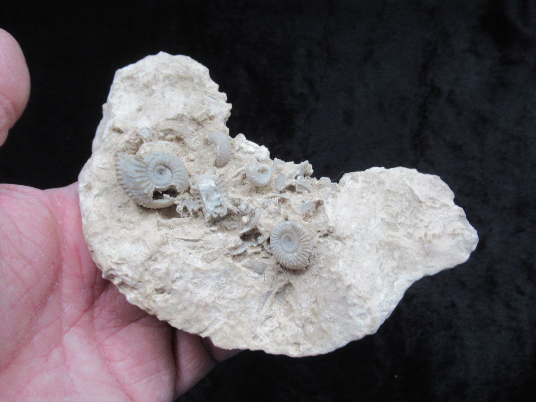 Silicified Ammonites from France