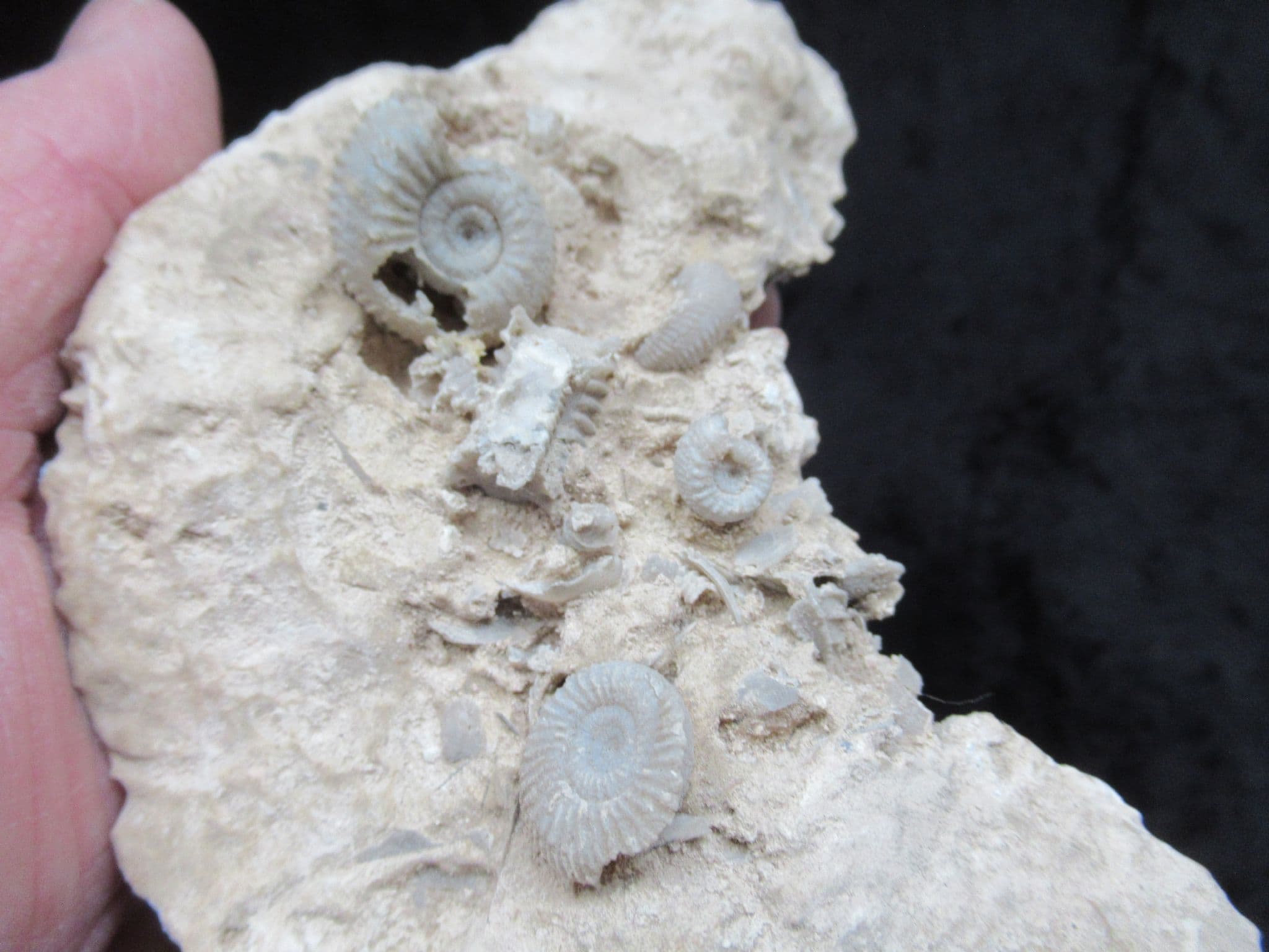 Silicified Ammonites from France