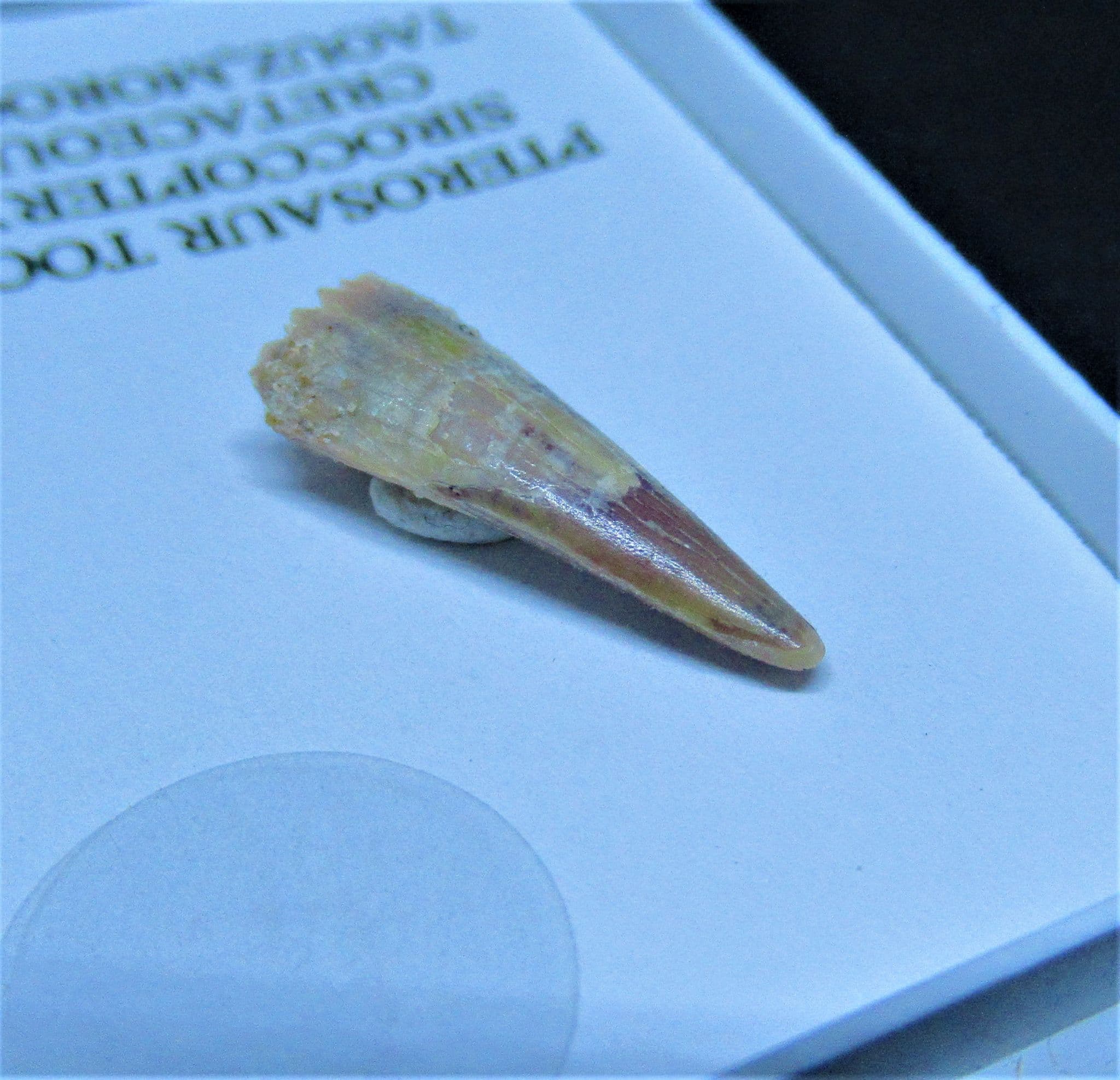 Siroccopteryx Pterosaur tooth