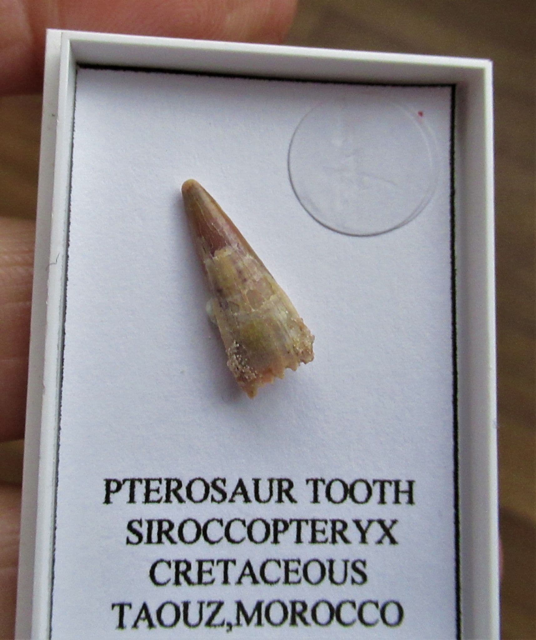 Siroccopteryx Pterosaur tooth