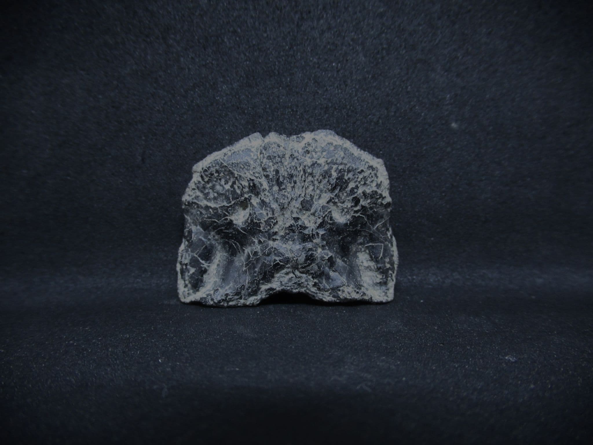 Skull element from a fish