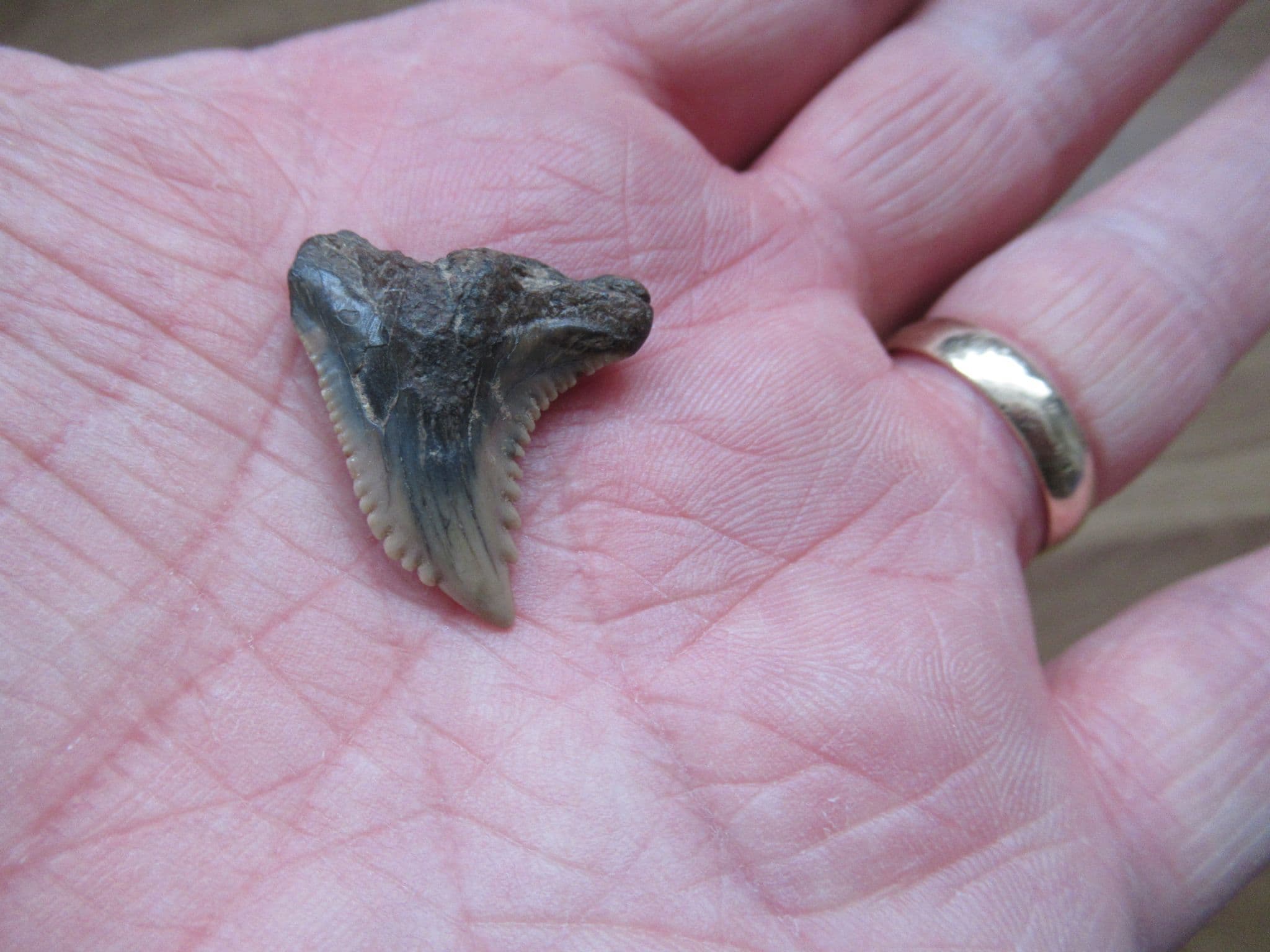 Snaggletooth shark tooth Hemipristis serra