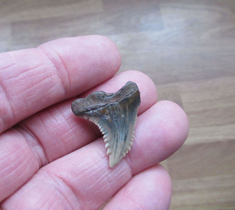 Snaggletooth shark tooth Hemipristis serra