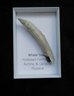 Sperm whale tooth Physeterula