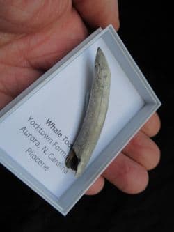 Sperm whale tooth Physeterula