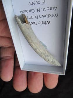 Sperm whale tooth Physeterula