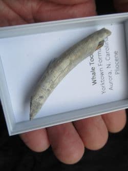 Sperm whale tooth Physeterula