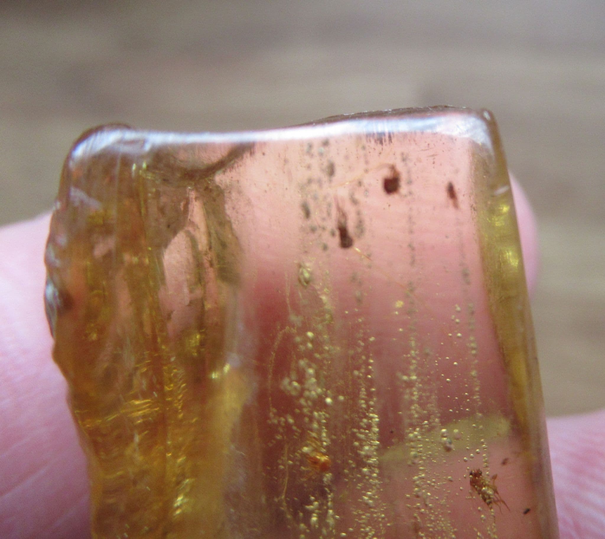 Spider and insects in Copal Amber