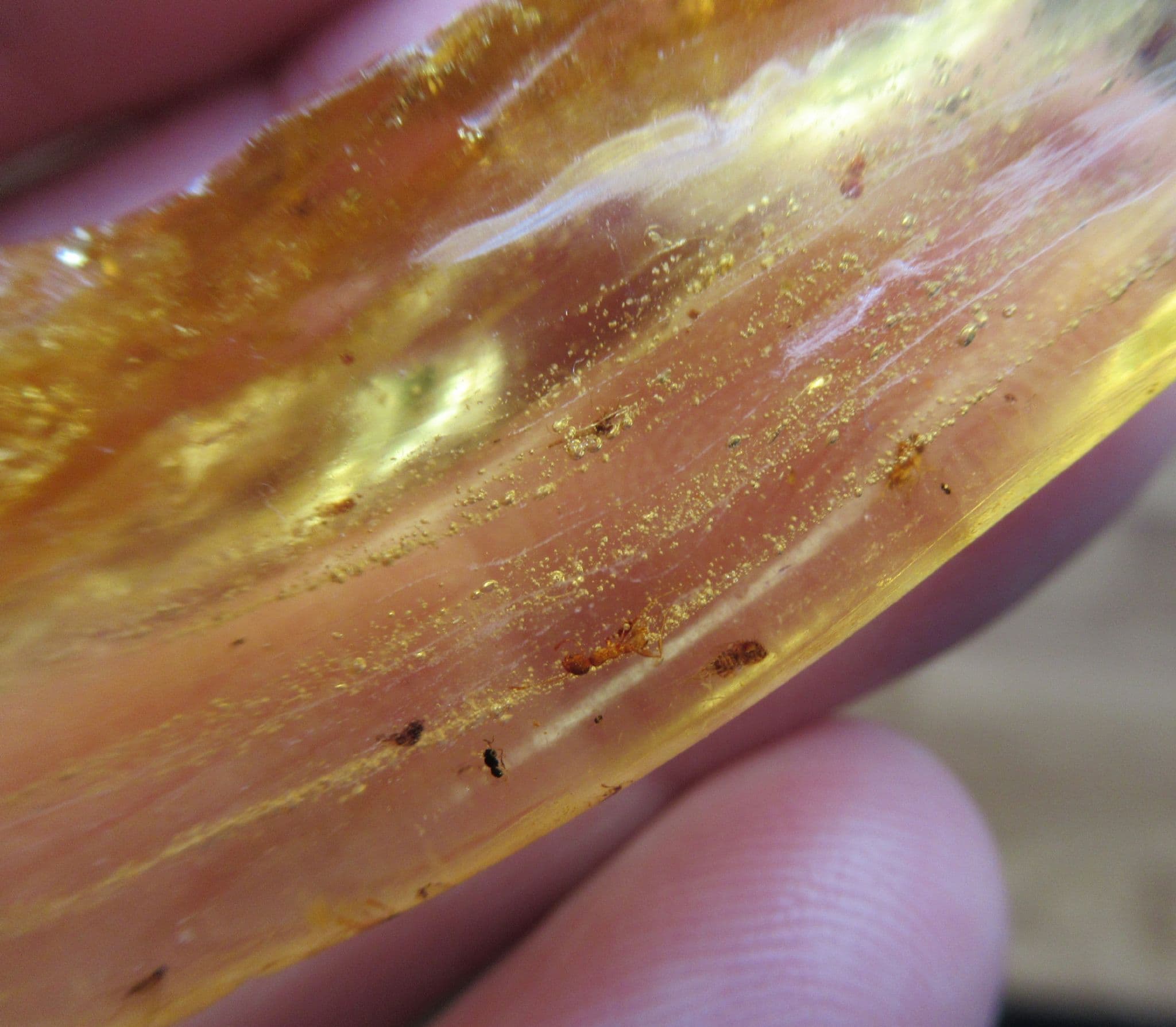 Spider and insects in Copal Amber