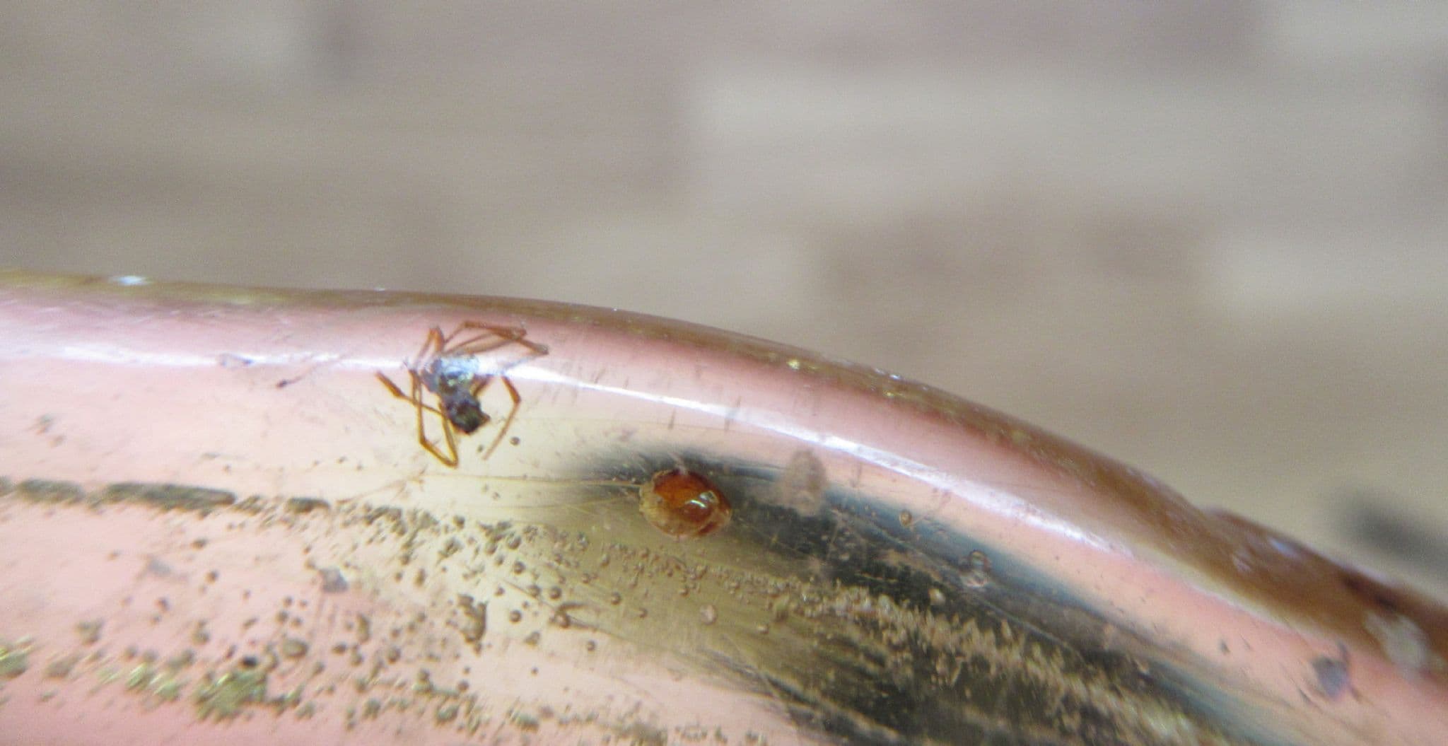 Spider and insects in Copal Amber