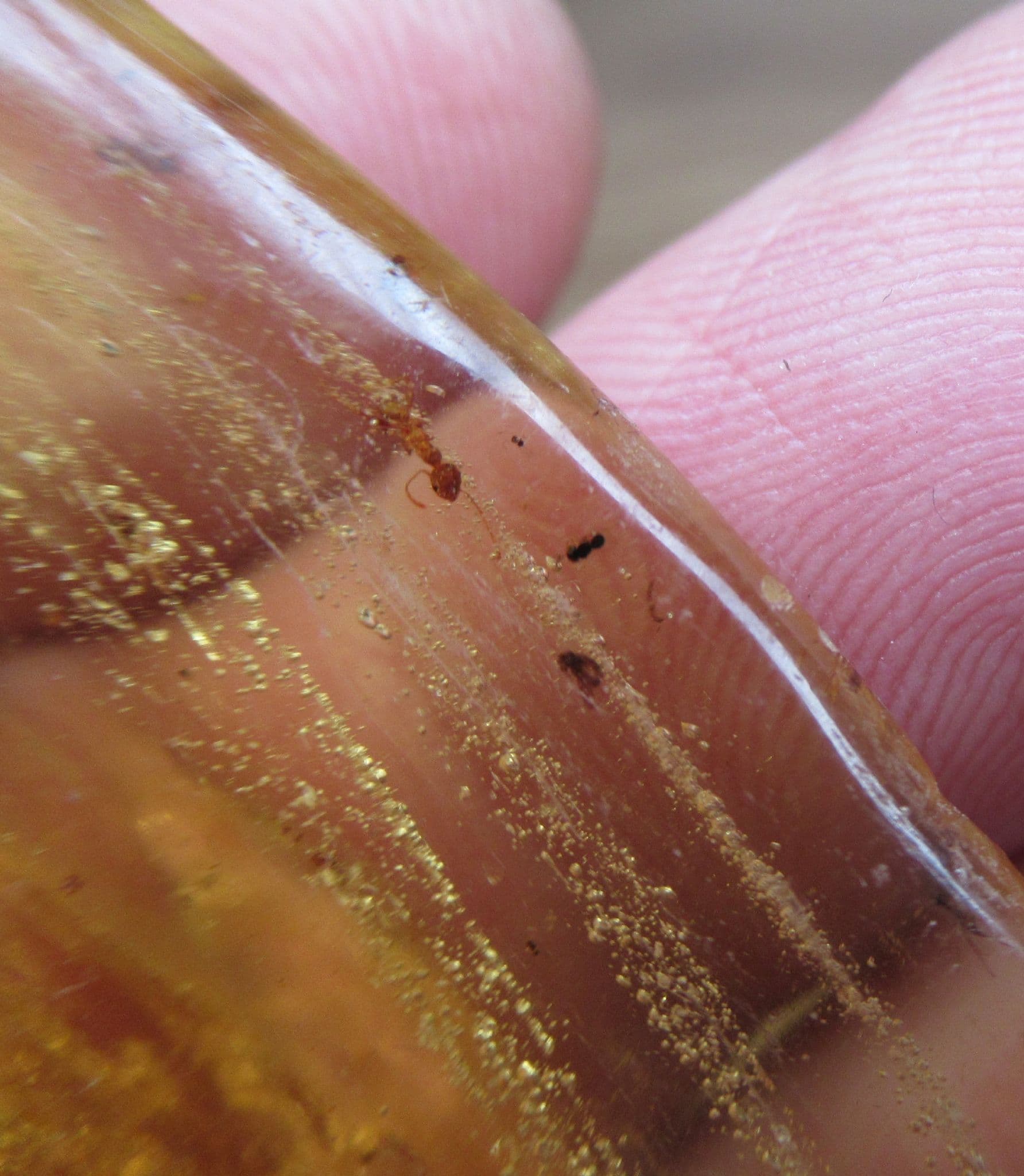 Spider and insects in Copal Amber