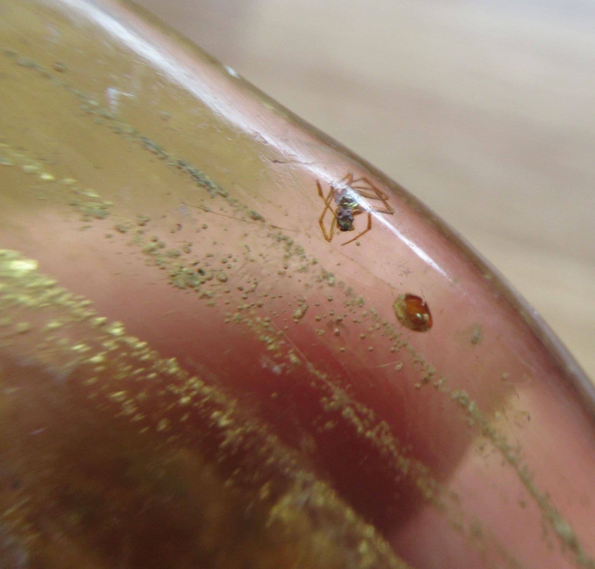 Spider and insects in Copal Amber