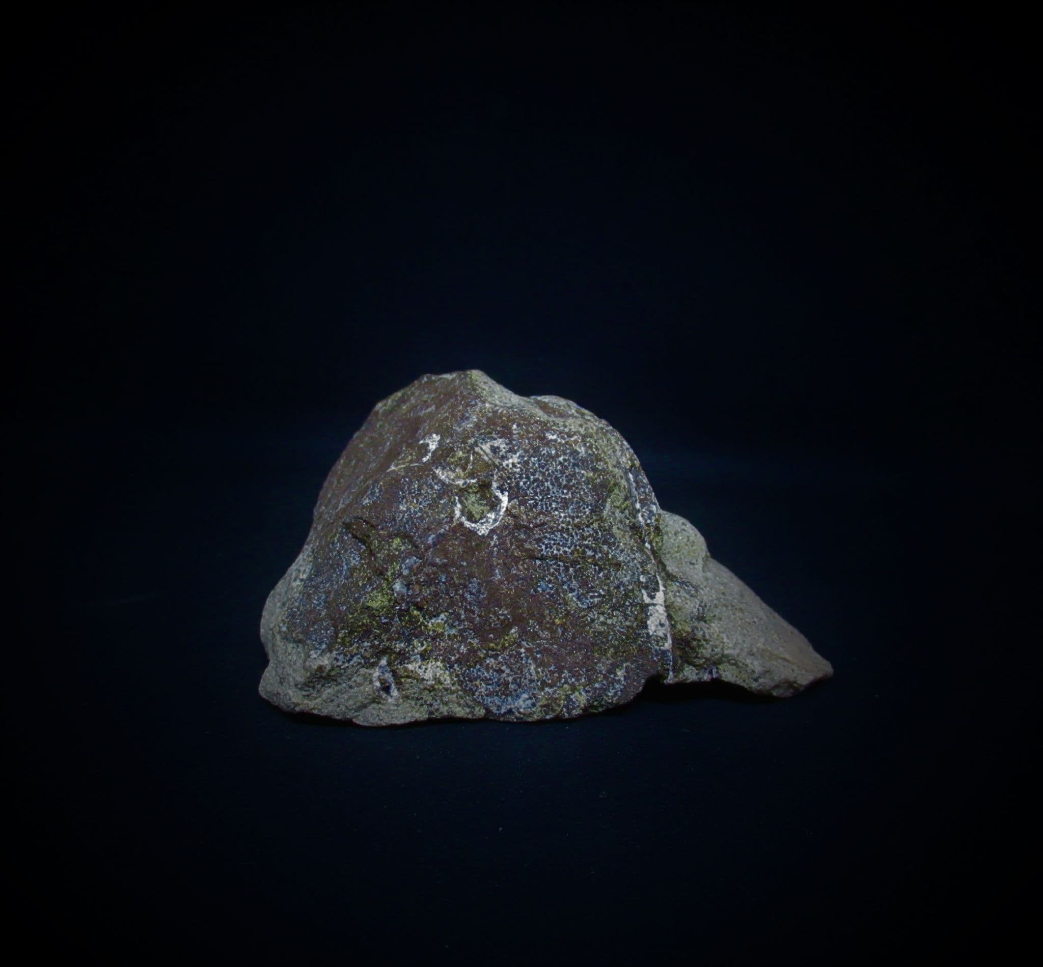 Stensiopelta pustulata Armoured Fish head shield