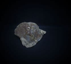 Stensiopelta pustulata Armoured Fish head shield