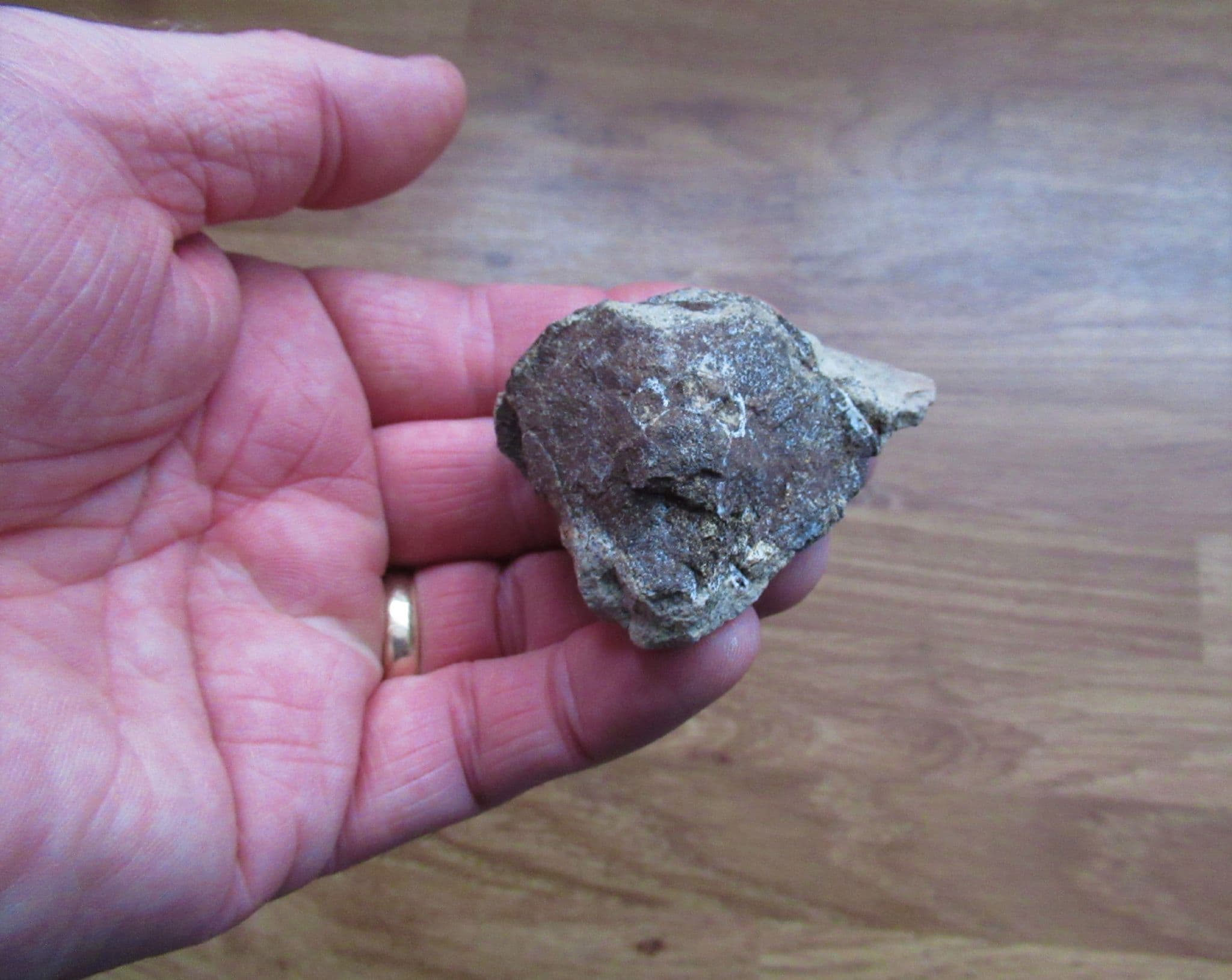 Stensiopelta pustulata Armoured Fish head shield