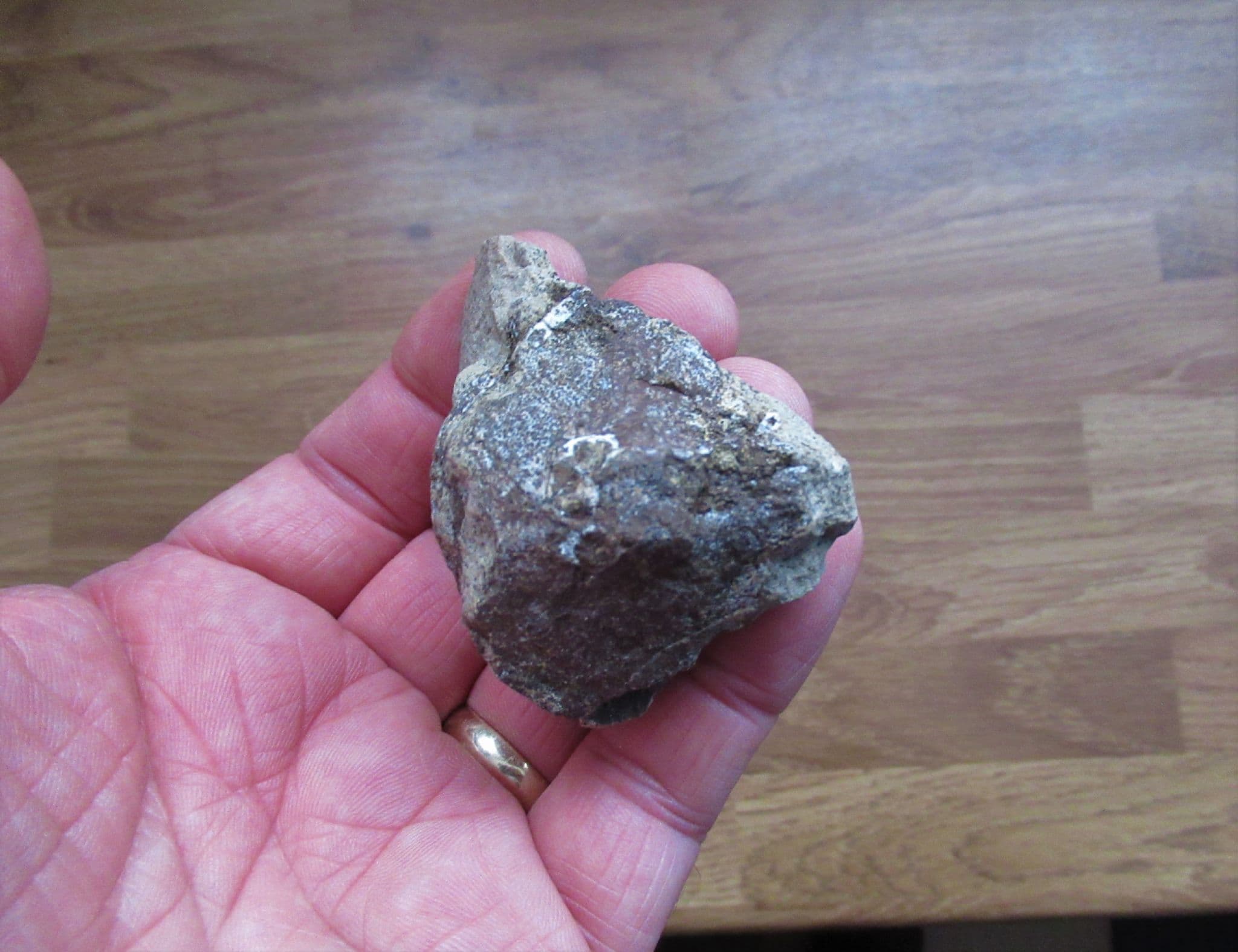 Stensiopelta pustulata Armoured Fish head shield