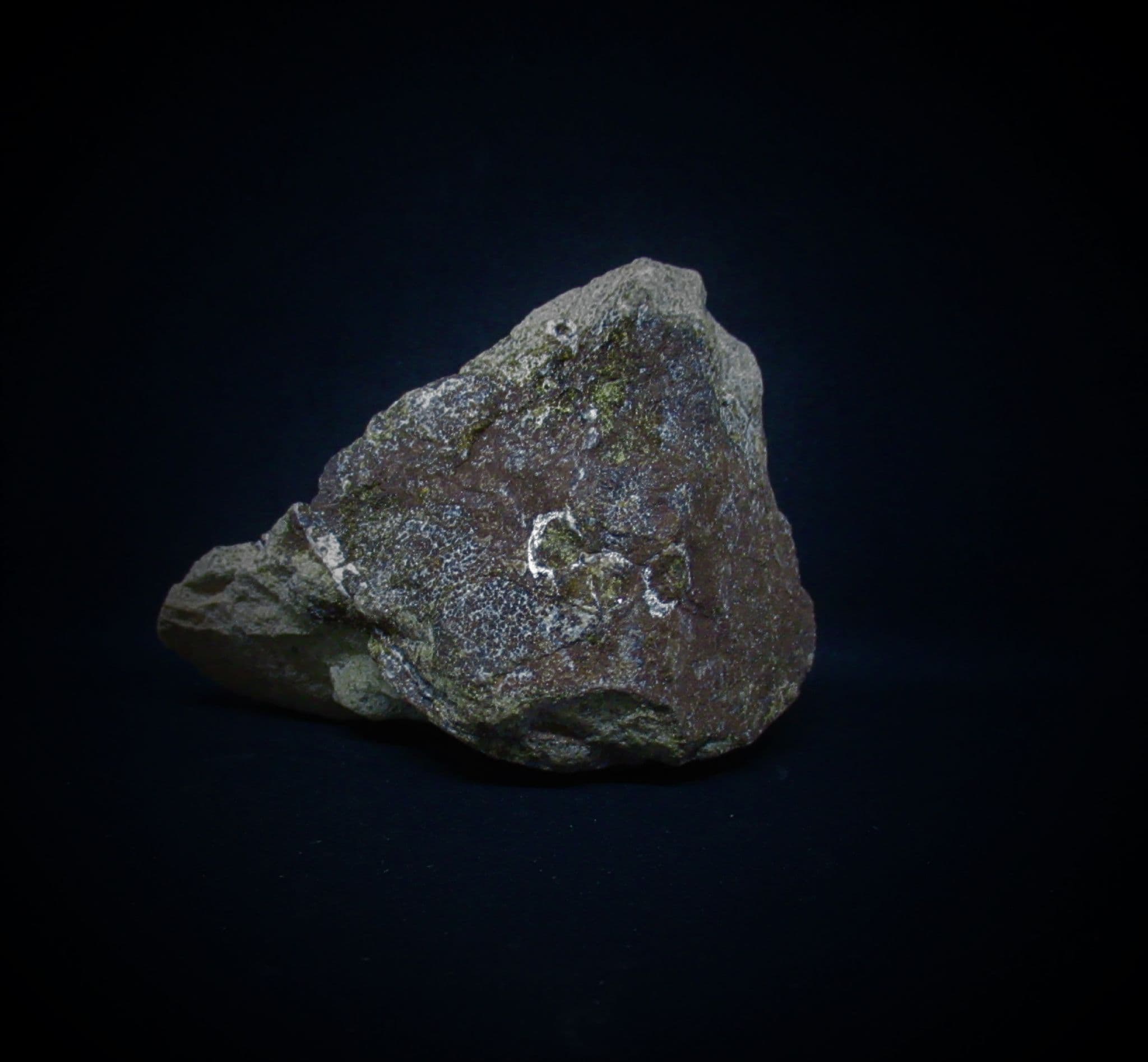 Stensiopelta pustulata Armoured Fish head shield