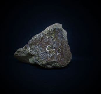 Stensiopelta pustulata Armoured Fish head shield