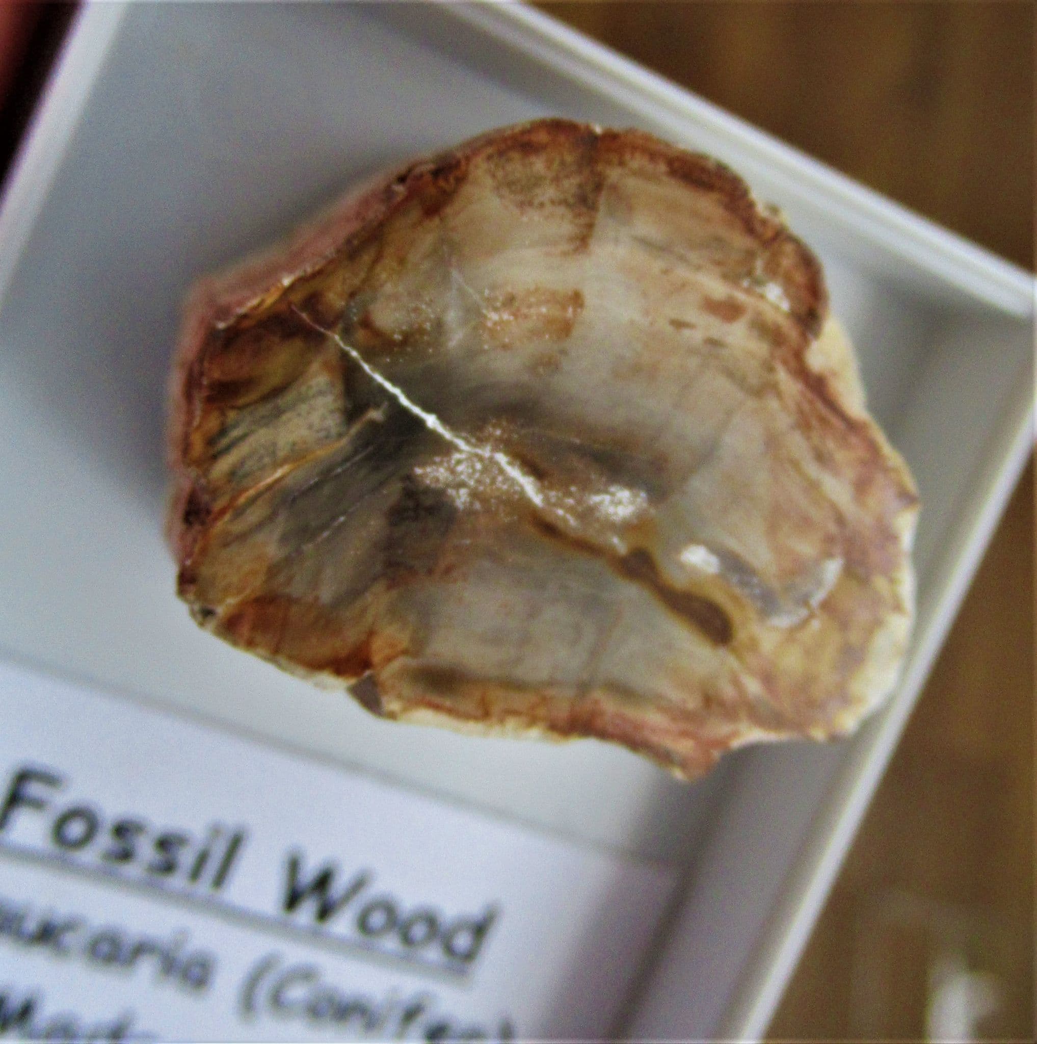 Stunning fossil wood