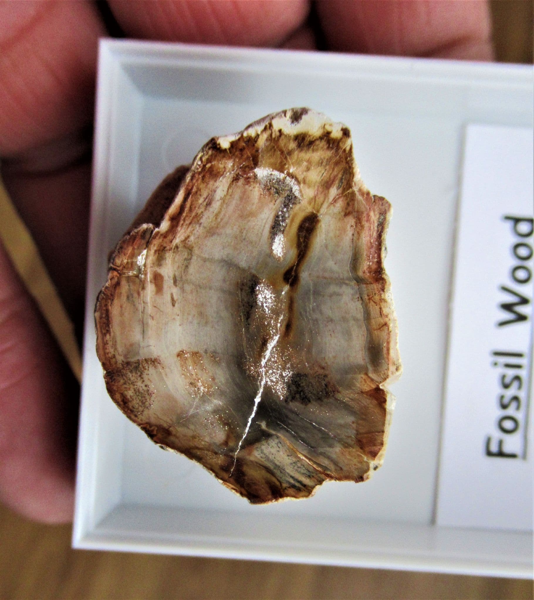 Stunning fossil wood