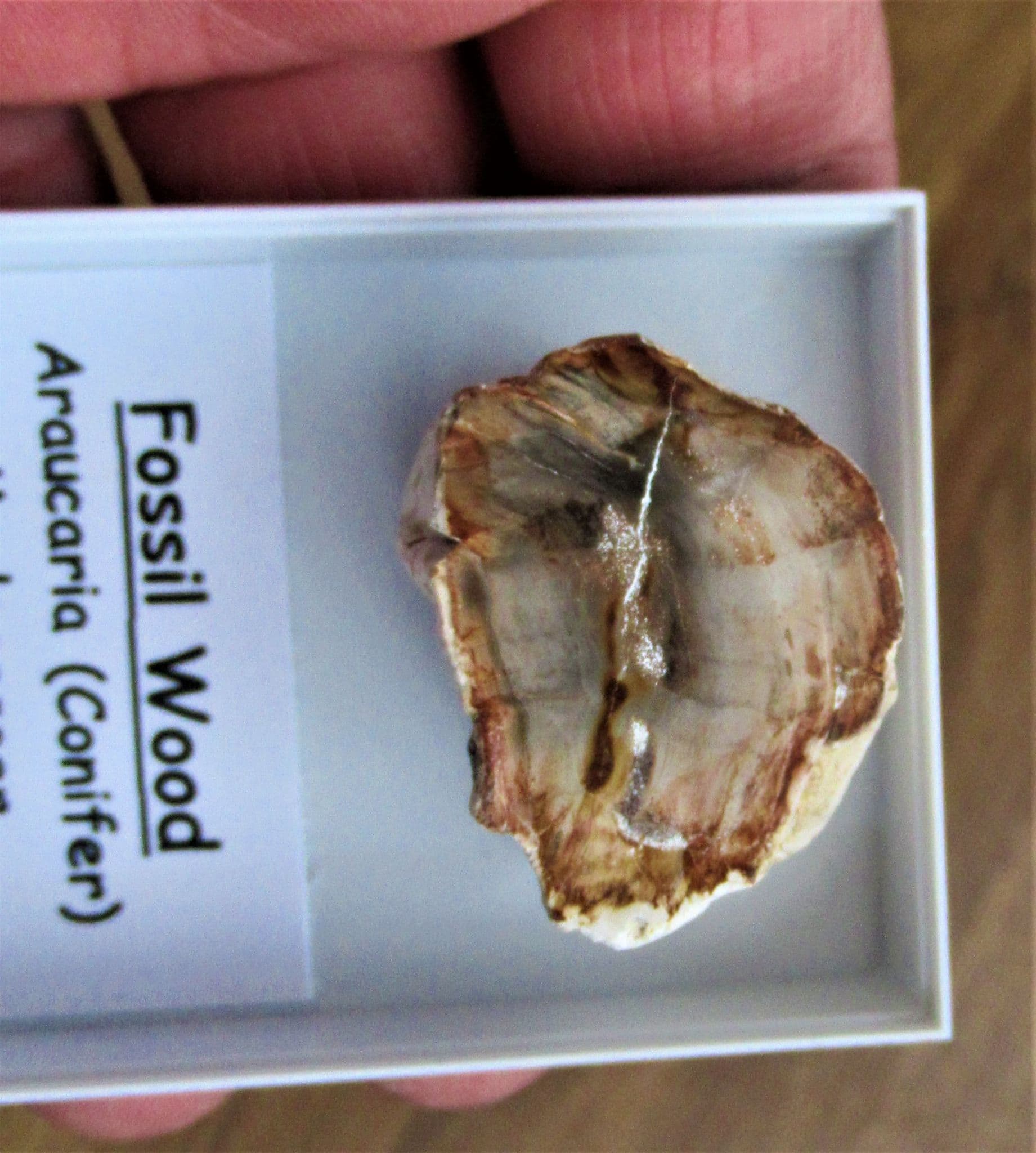 Stunning fossil wood