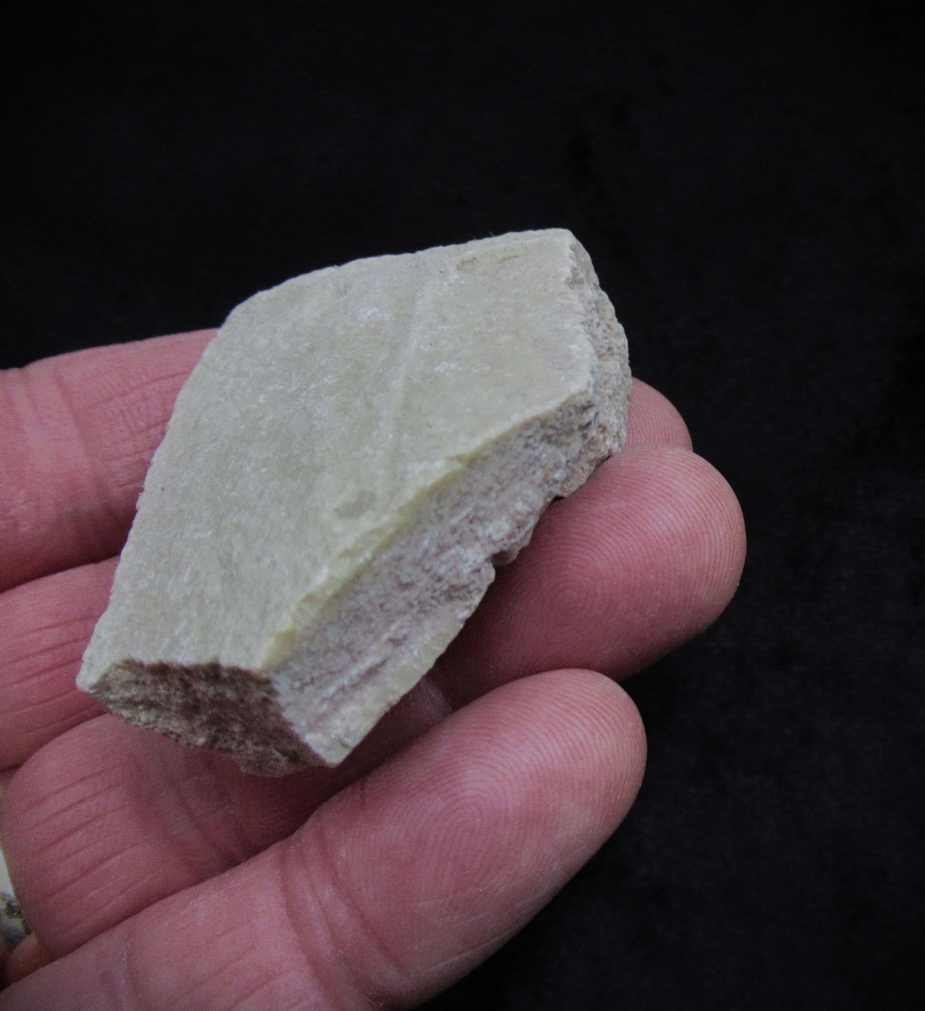 Stylemis nebrascensis Tortoise shell