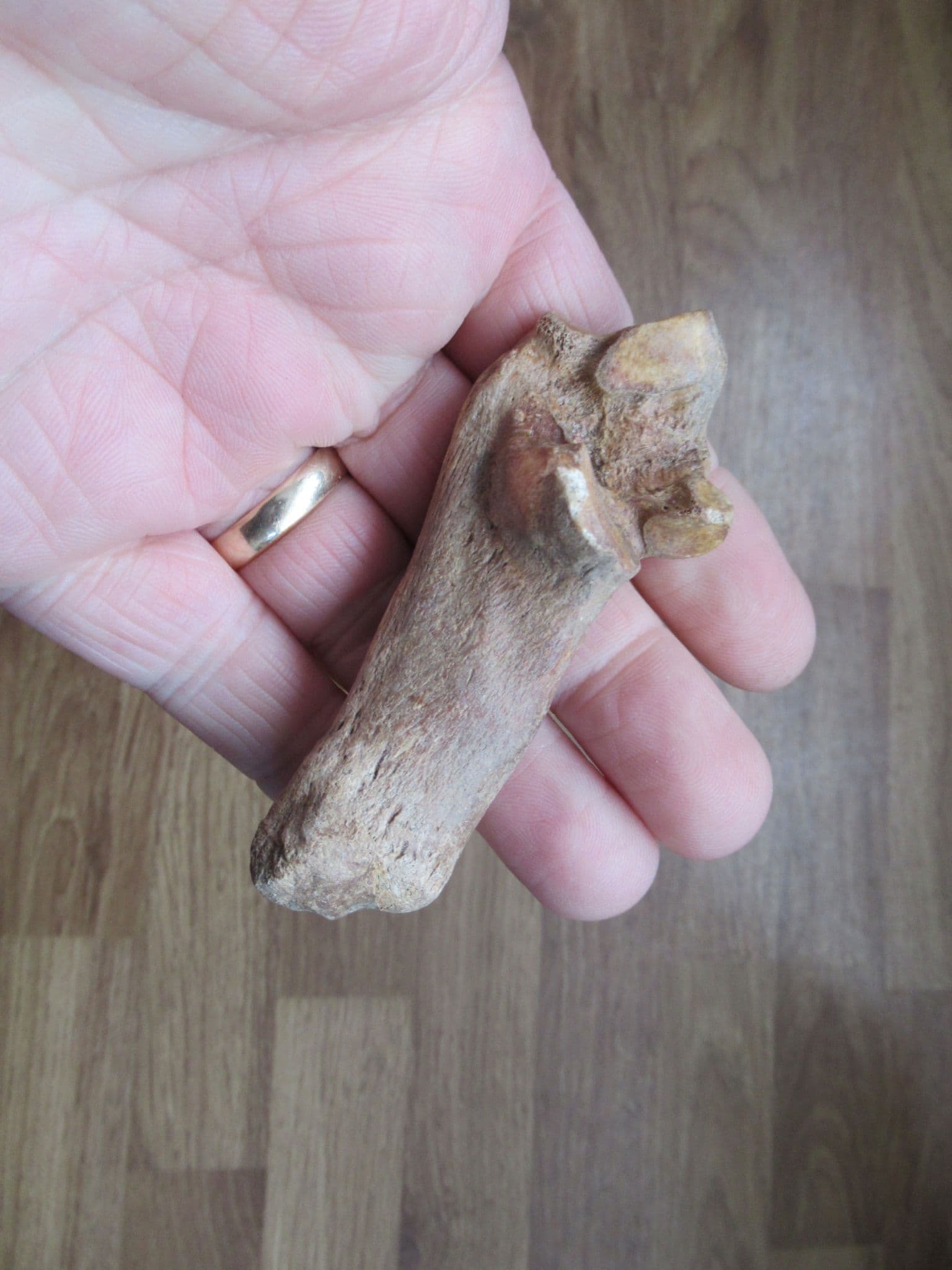 Sus Scrofa Linne Wild Boar foot bone