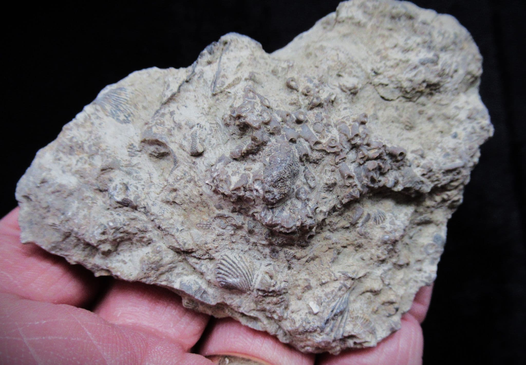 Syringopora bifurcata coral colony