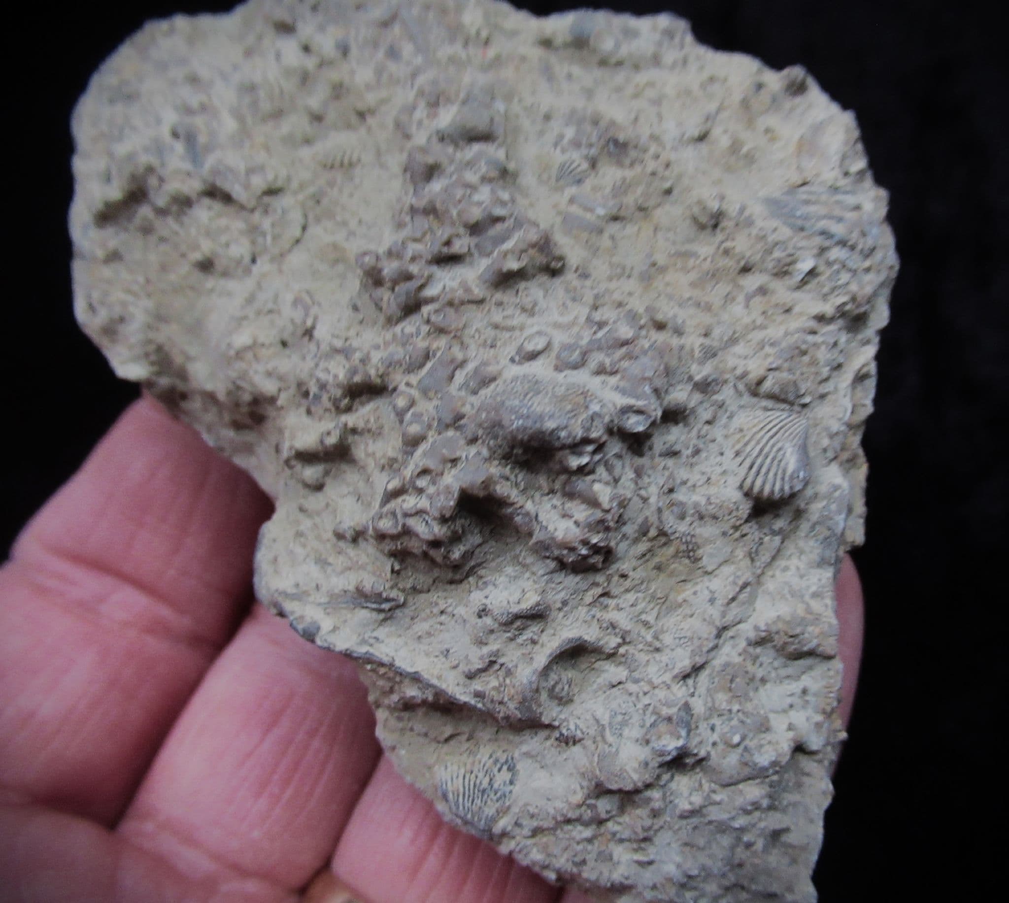 Syringopora bifurcata coral colony