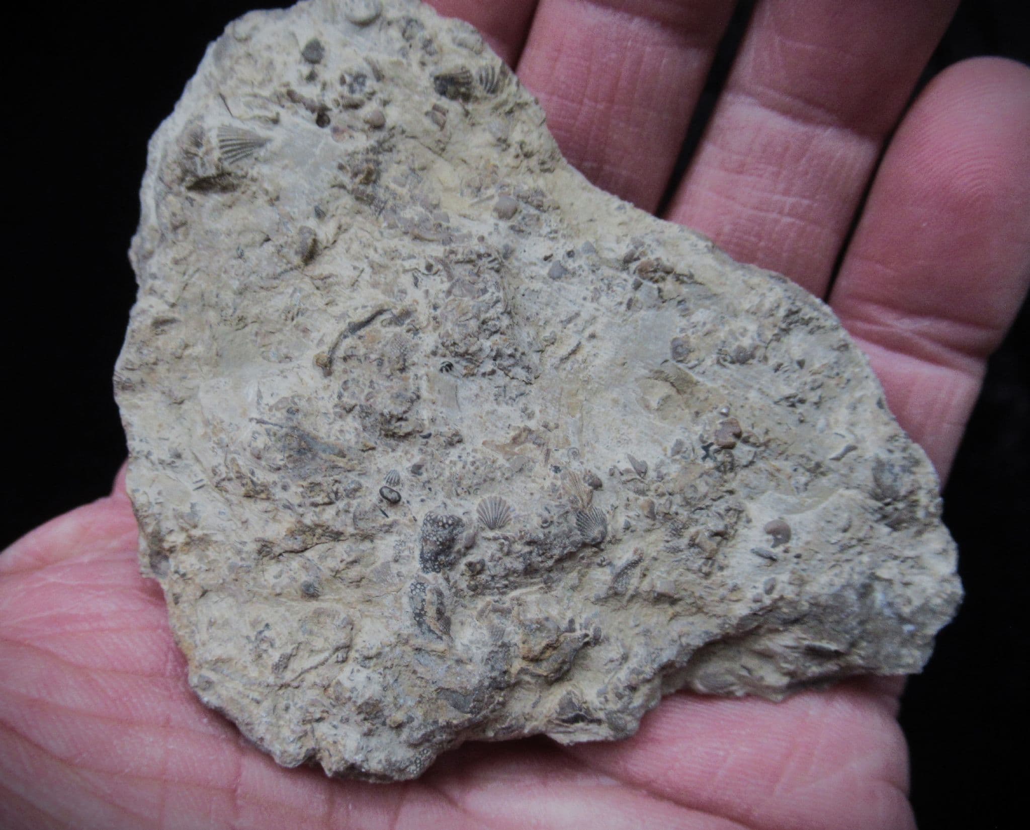 Syringopora bifurcata coral colony