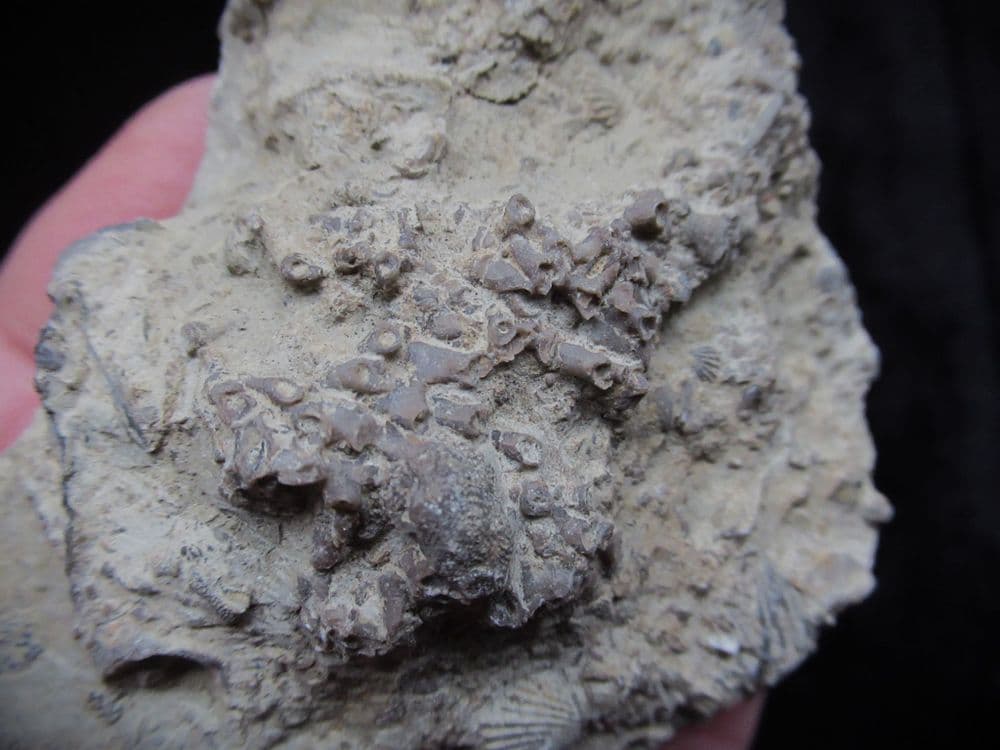 Syringopora bifurcata coral colony