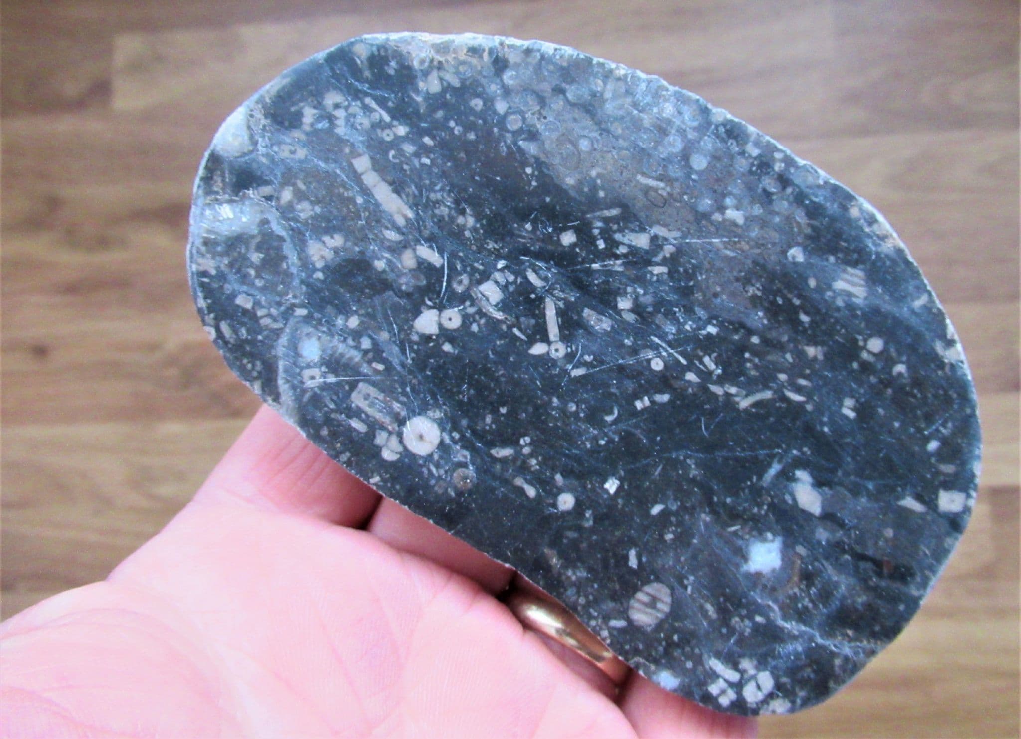 Syringopora species Polished coral with Crinoid debris