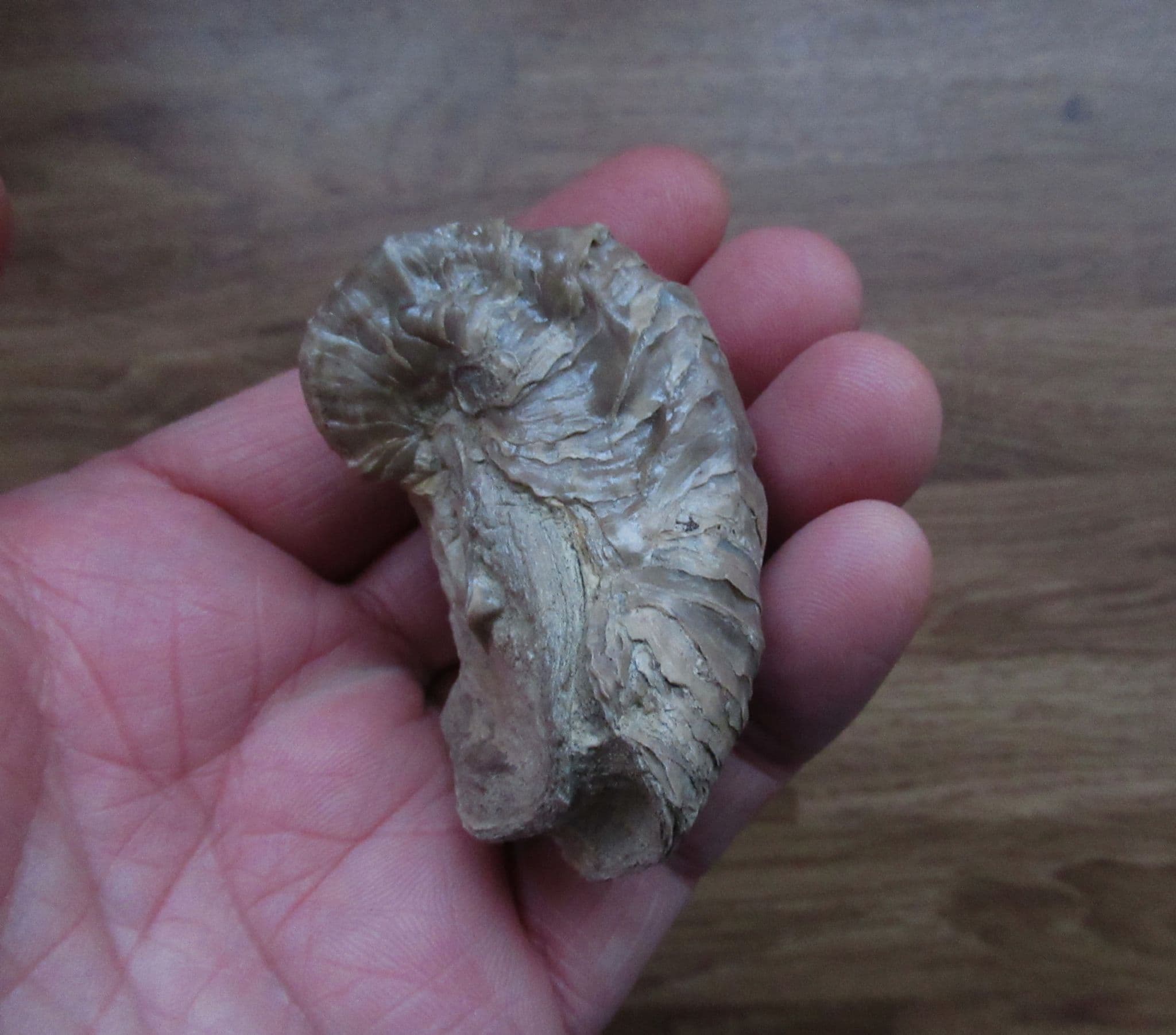 Texigryphaea roemeri