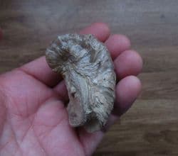 Texigryphaea roemeri