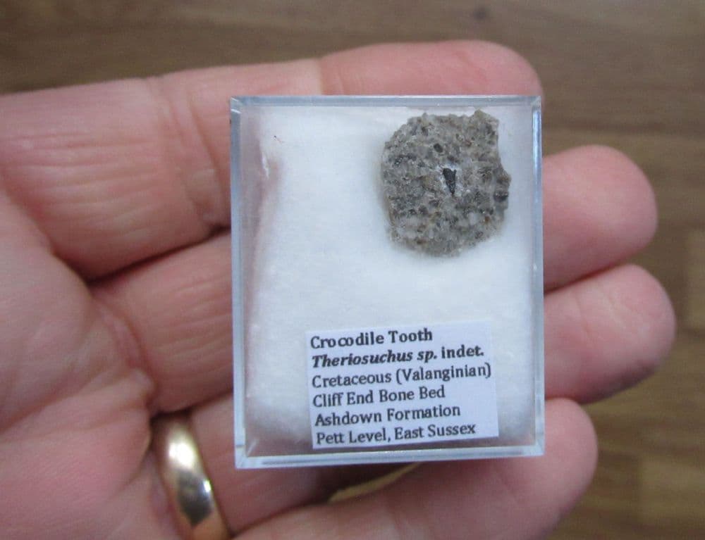 Theriosuchus Crocodile tooth from Sussex