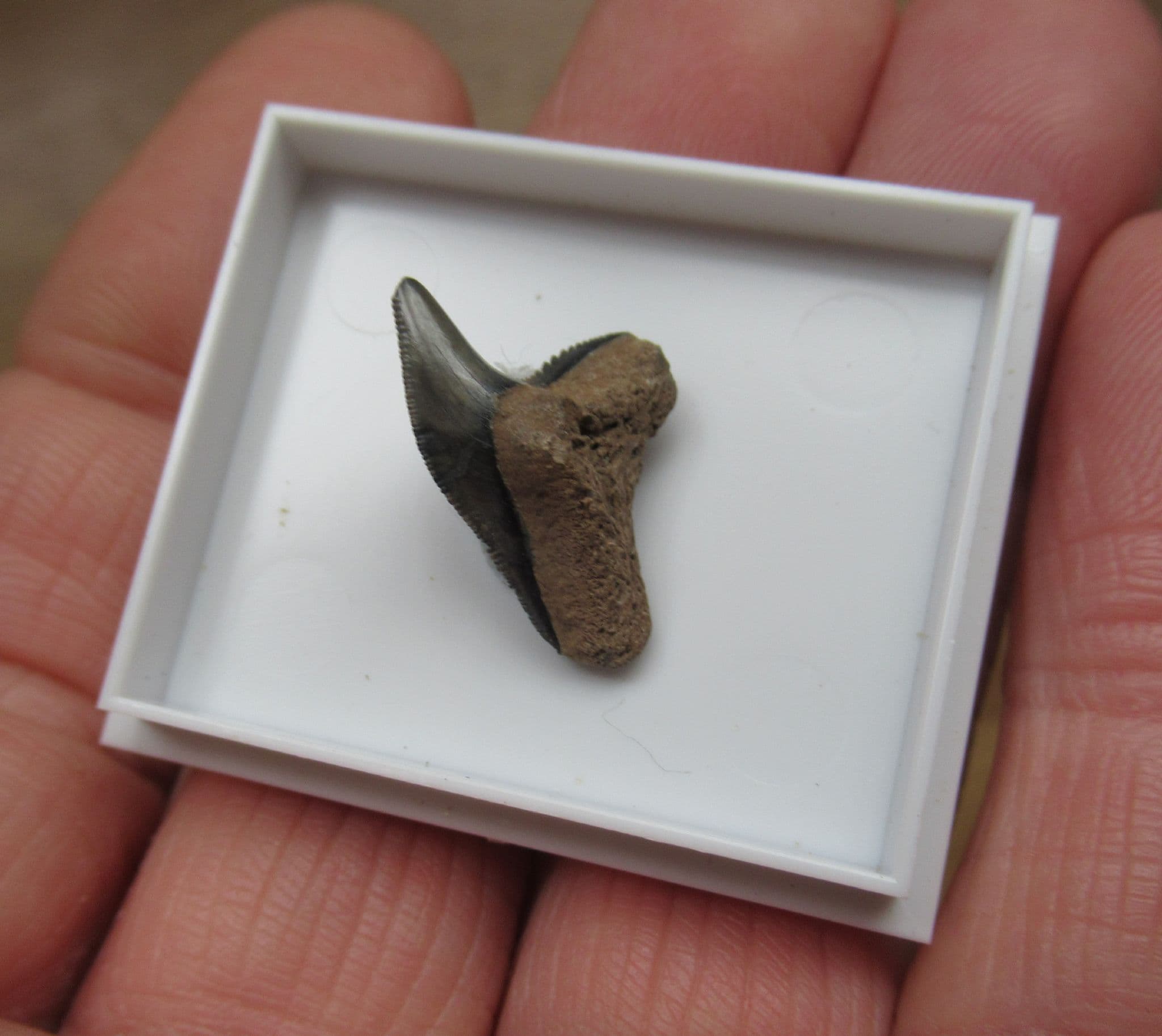 Tiger Shark Tooth Galeocerdo contortus