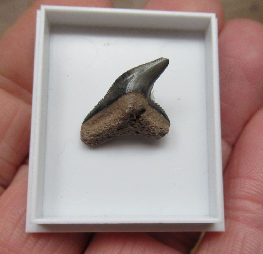 Tiger Shark Tooth Galeocerdo contortus